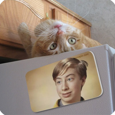 Photo effects. The playful kitty in the room