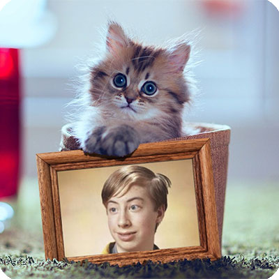 Photo effects. Such a cute kitten