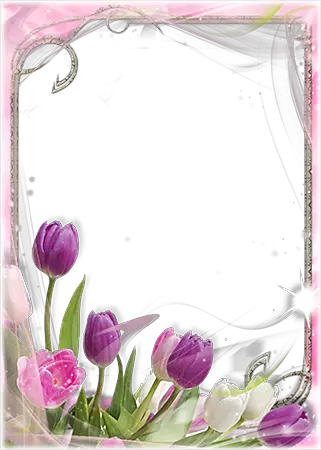 Photo frames. Delicate purple tulips